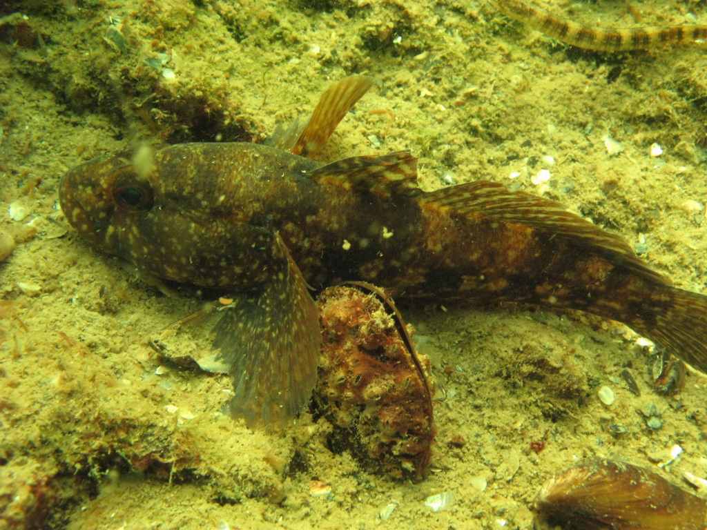 (Ponticola) - Marine Life Identification