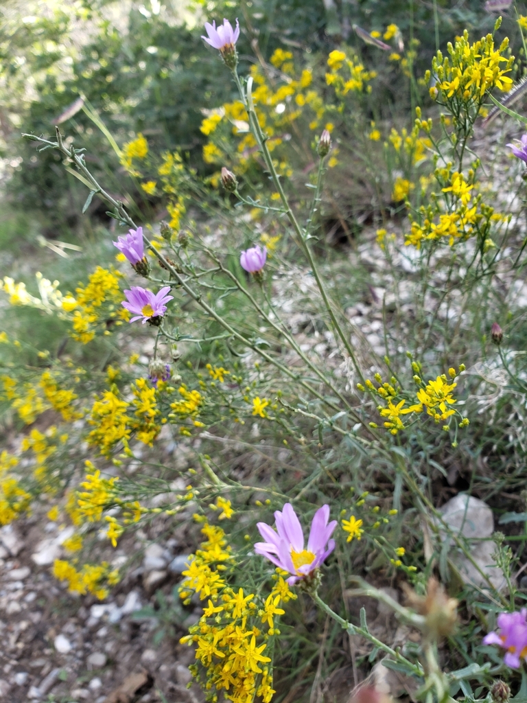 Hoary Tansyaster from Mt Charleston, NV 89124, USA on August 28, 2022 ...