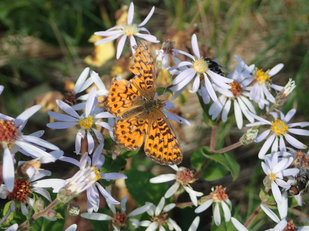 Arctic Fritillary from Little Pigeon Bay, Neebing, ON, CA on August 30 ...