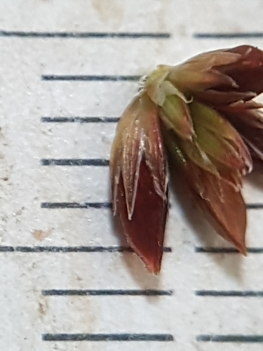 Narrow-panicle Rush (Juncus tweedyi) · iNaturalist United Kingdom