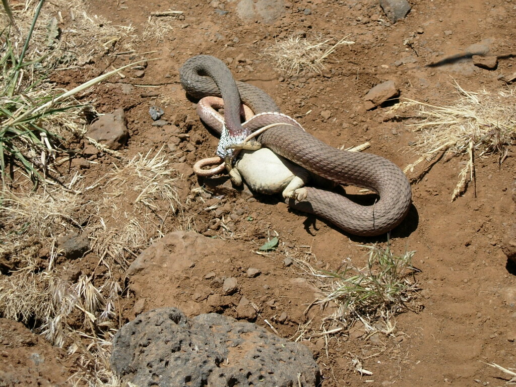 Eastern Montpellier Snake from Salkhad, Syria on May 19, 2006 at 11:57 ...