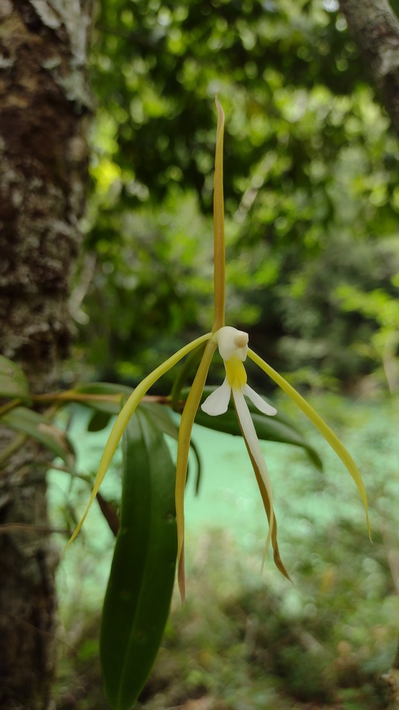 Night Scented Orchid from Palenque, Chiapas, Mexico on August 30, 2022 ...