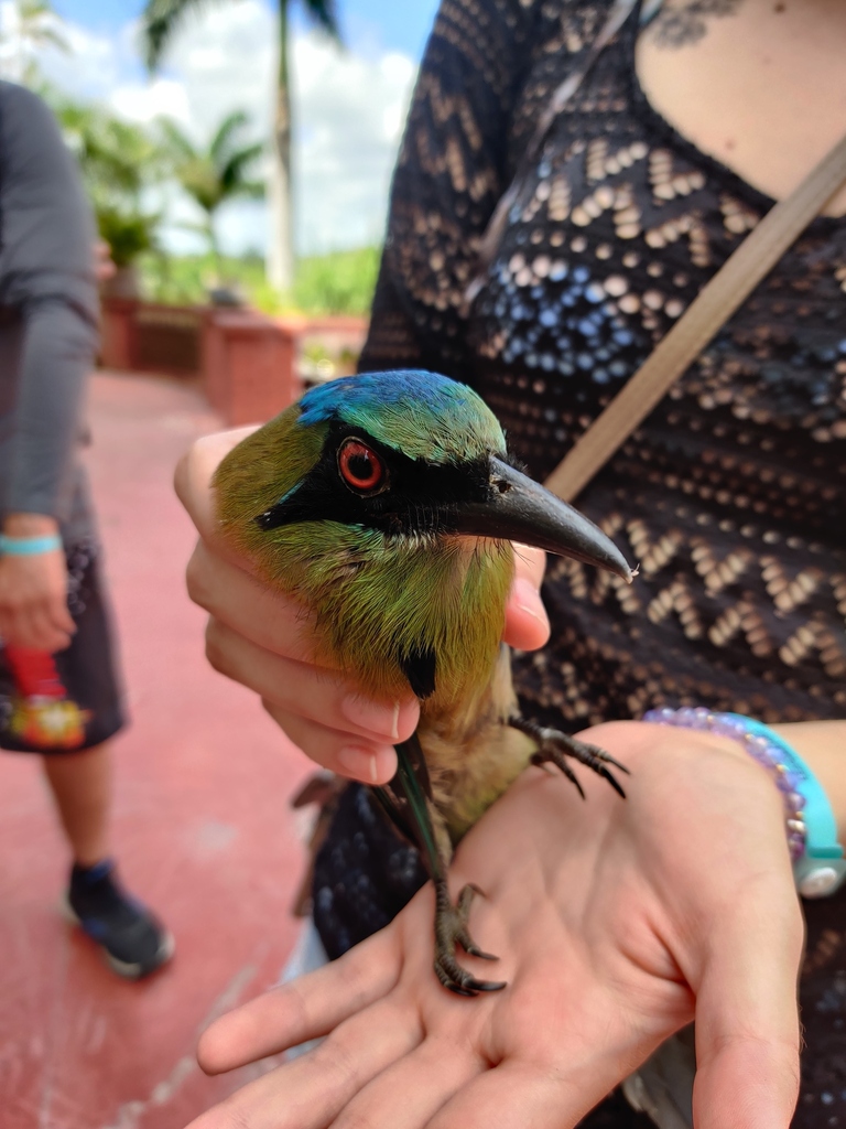 Blue-capped Motmot from Gutiérrez Zamora, Ver., Mexico on July 24, 2022 ...