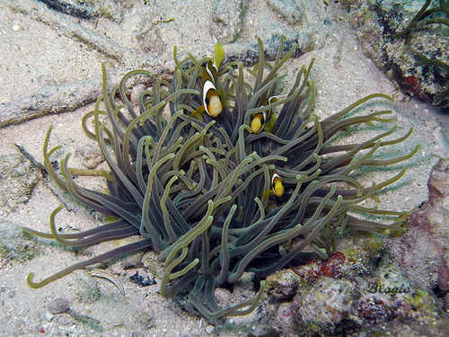 Corkscrew Anemone (Condylactis doreensis) · iNaturalist