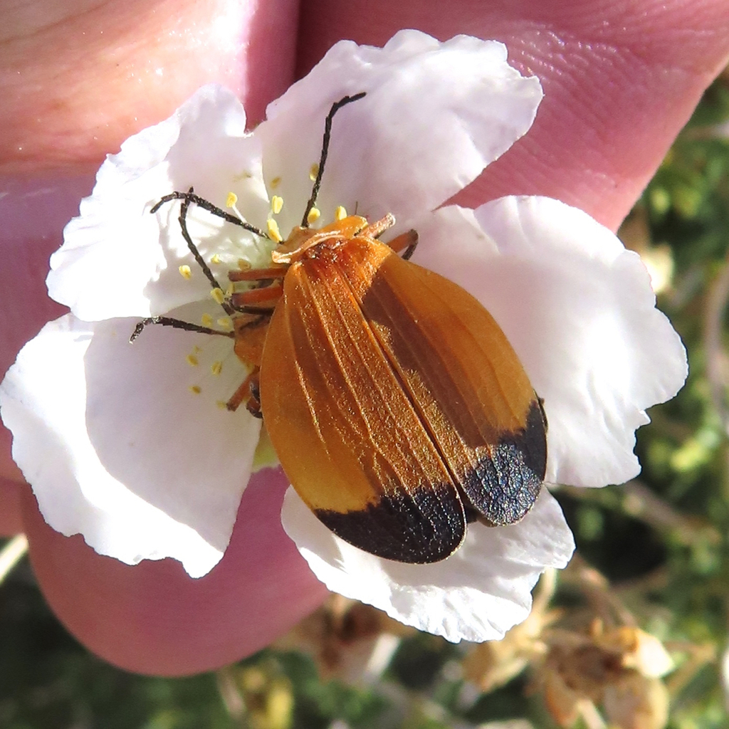 Arizona Net-winged Beetle from W Cottonwood Springs Trail, Franklin Mts ...