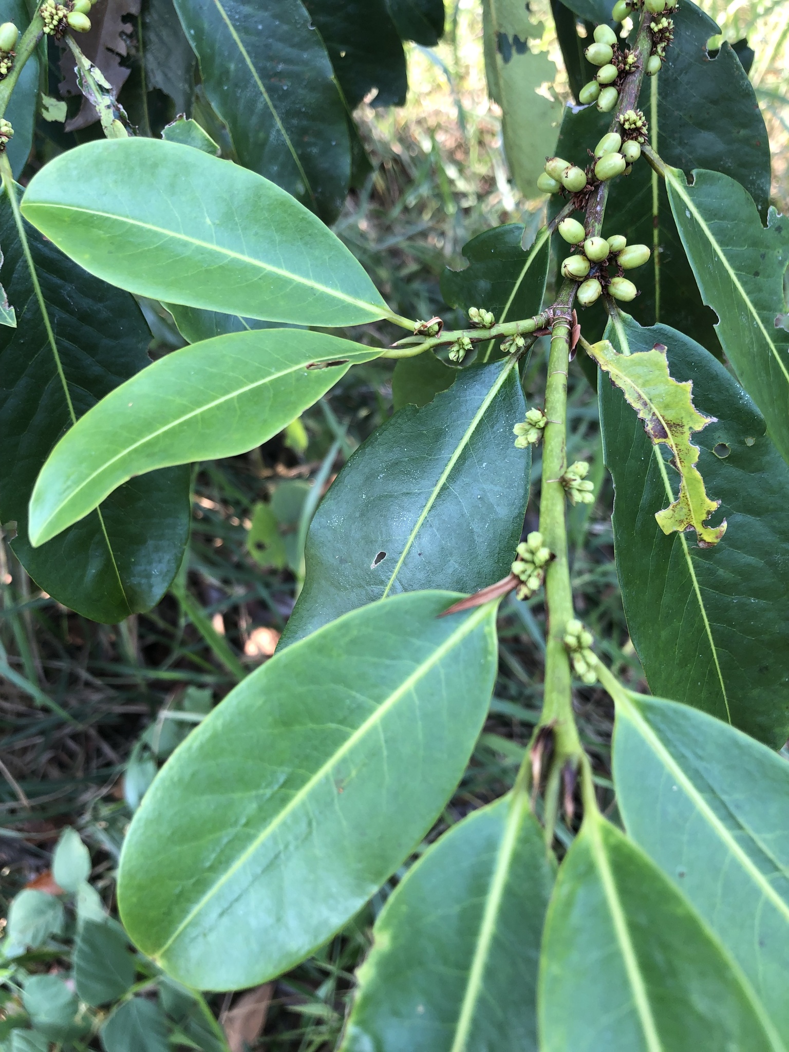 Erythroxylum macrophyllum Cav.