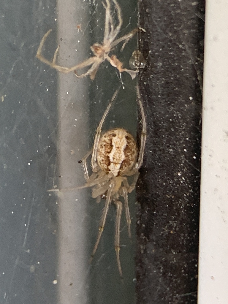 Typical Cobweb Spiders in August 2022 by Lucas Garriga · iNaturalist