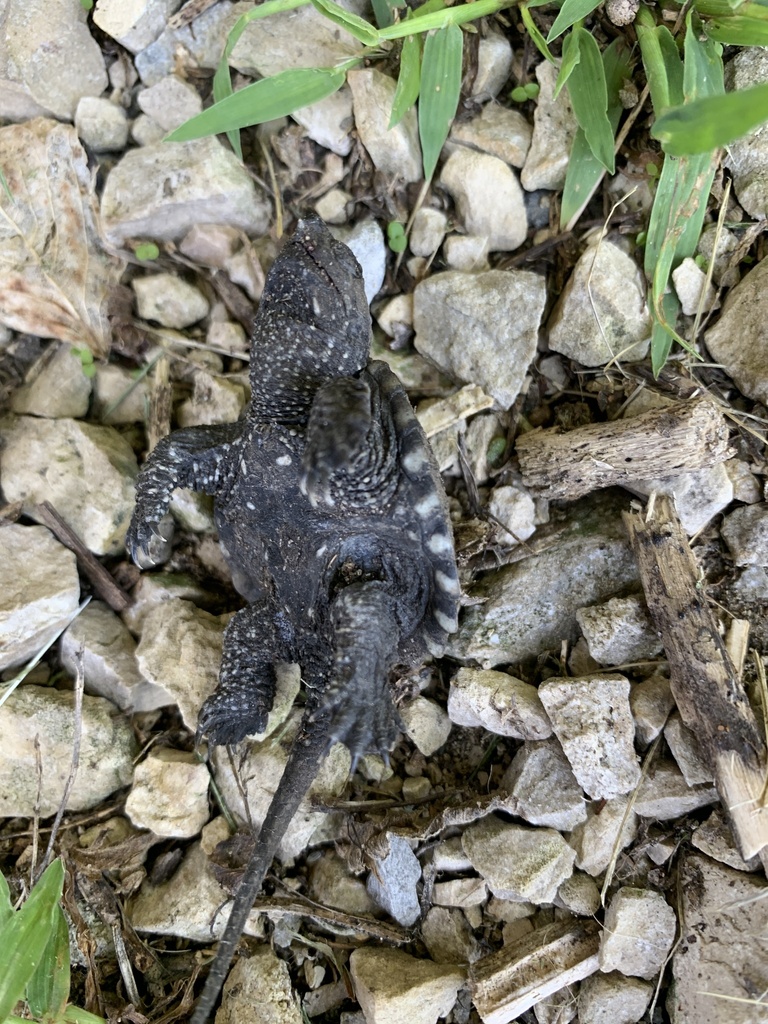 Common Snapping Turtle from South Beloit, IL, US on August 30, 2022 at ...