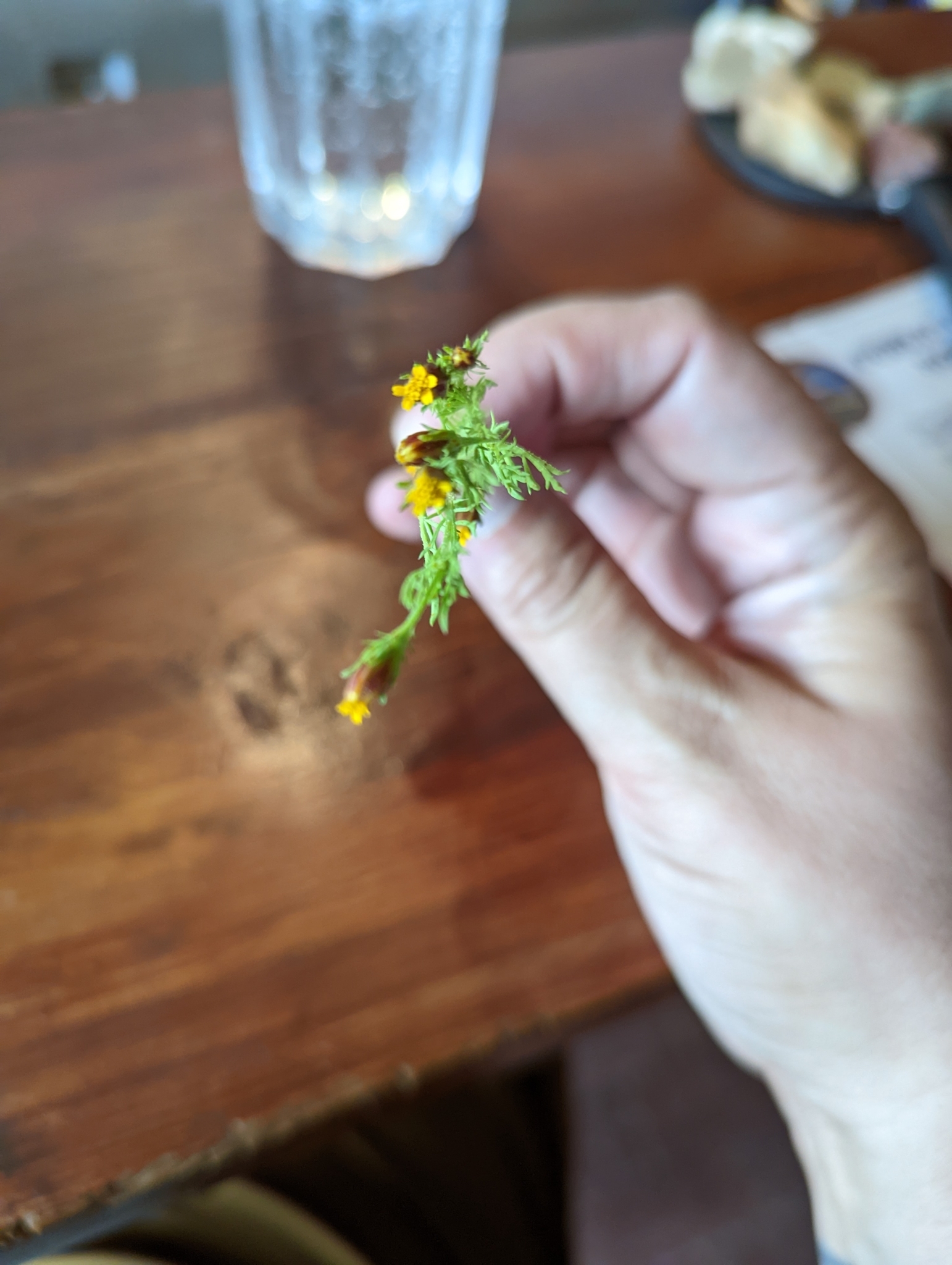 Dyssodia papposa (Vent.) Hitchc.