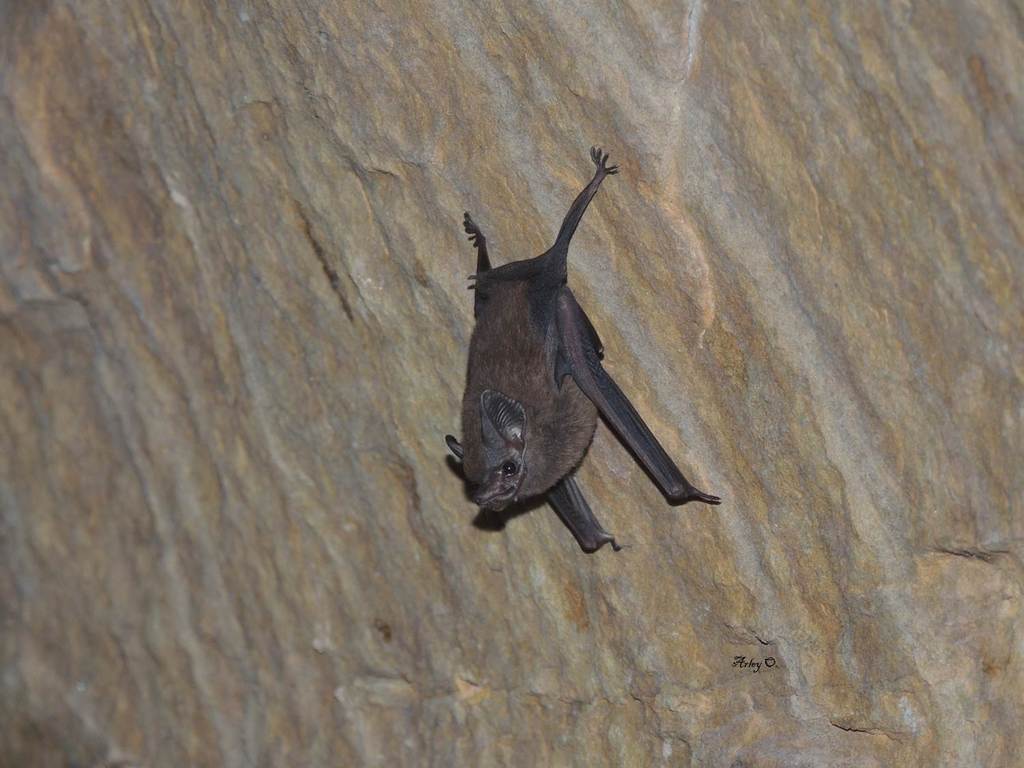 Dog-like Bats from La Jagua, Cesar, Colombia on June 5, 2015 by Arley O ...