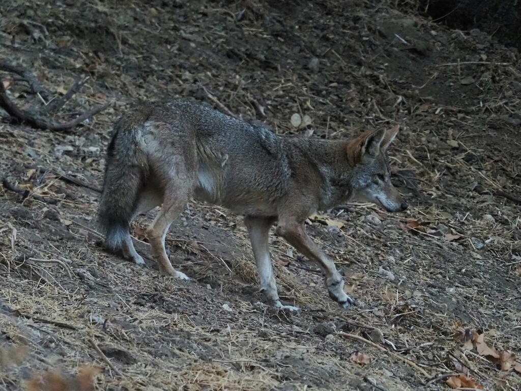 Coyote from North Arroyo, Pasadena, CA, USA on August 30, 2022 at 07:51 ...