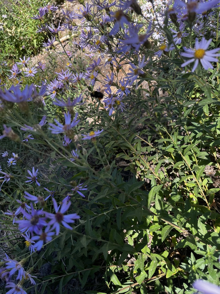 Western Bumble Bee from Timberline Lodge, Government Camp, OR, US on ...