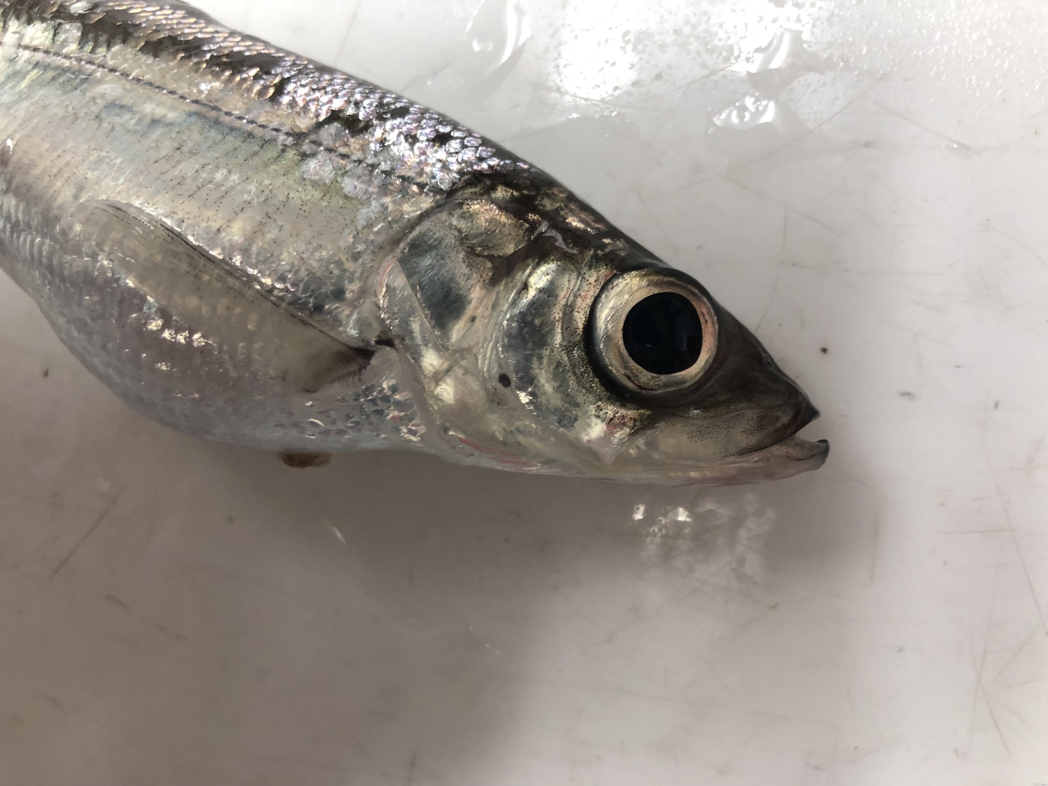 Coregonus kiyi (Koelz, 1921)