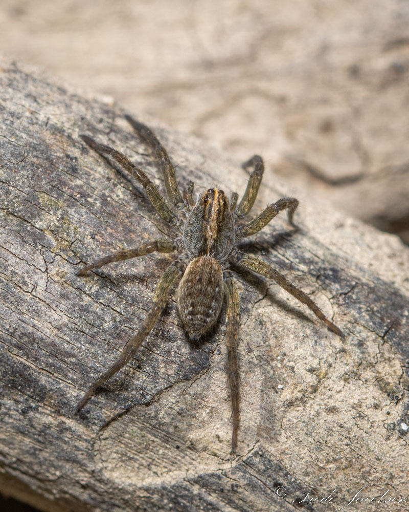 Wolf Spiders from Washington County, MD, USA on August 27, 2022 at 03: ...