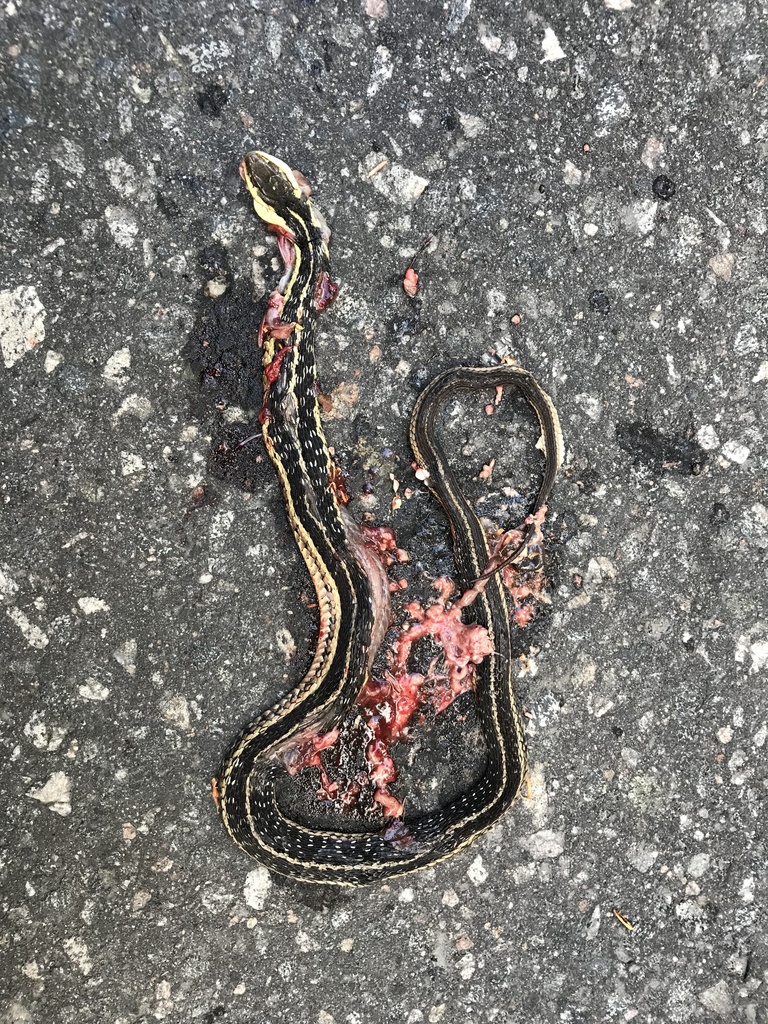Eastern Garter Snake from Killbear Provincial Park, Carling, ON, CA on ...
