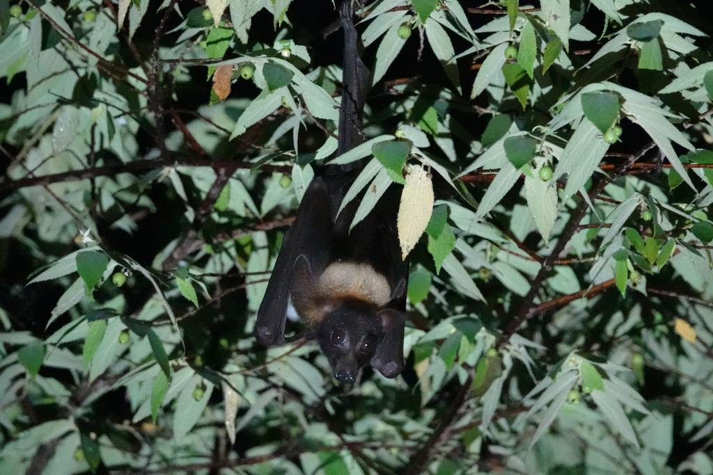 Big-eared Flying-fox from Nimbokrang (Isyo Hills), Jayapura Regency ...