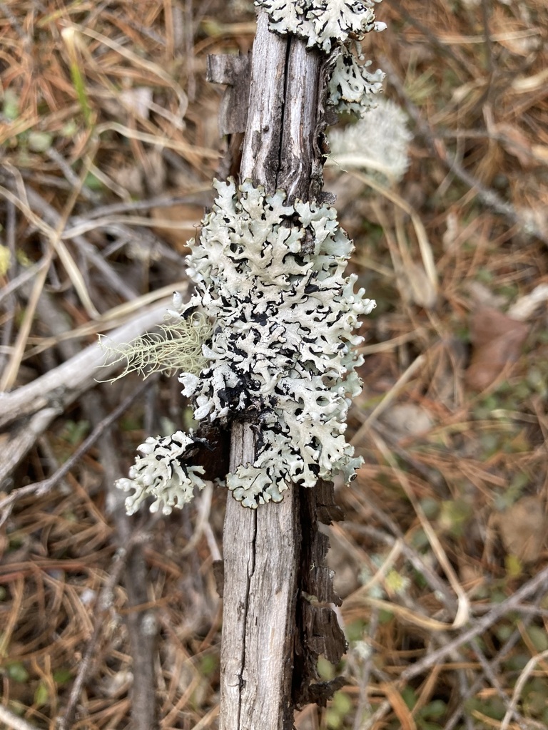 common lichens from Division No. 15, Alberta, Canada on May 01, 2022 at ...