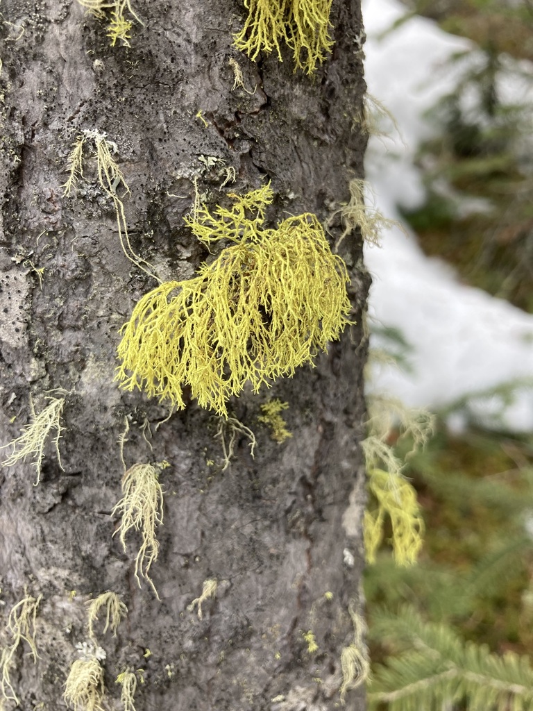 wolf lichen from Kananaskis, AB T0L, Canada on May 01, 2022 at 11:23 AM ...