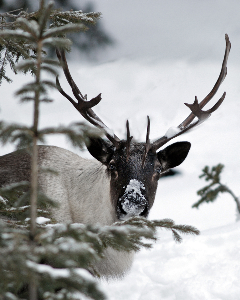 Caribou from Central Kootenay, BC, Canada on February 12, 2008 at 11:59 ...