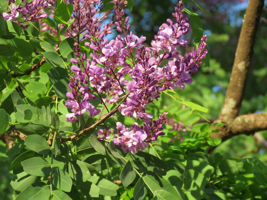 Pterodon emarginatus from Planaltina, Brasília - DF, Brasil on August ...