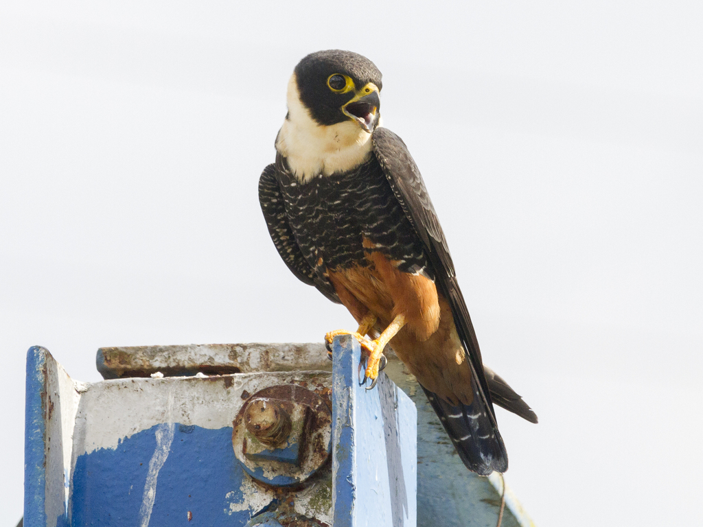 Bat Falcon from Embalse La Mariposa, 1204, Miranda, Venezuela on April ...