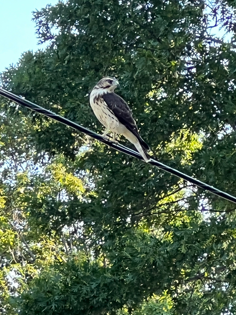 Broad-winged Hawk from Mission on August 26, 2022 at 09:36 AM by ...