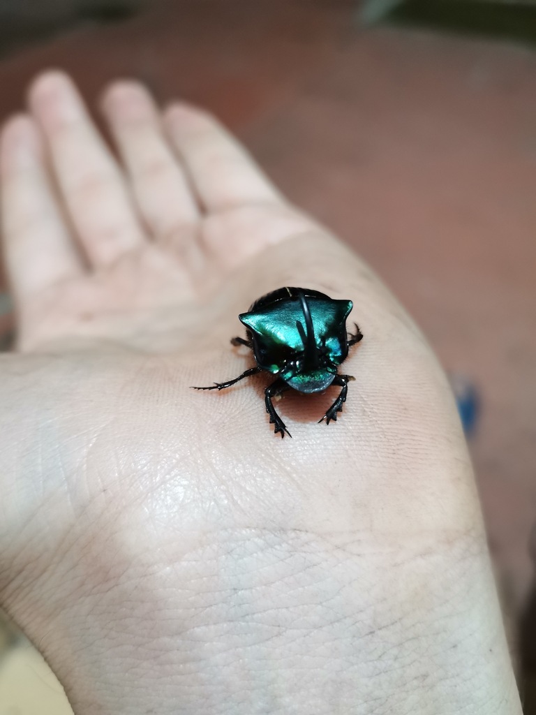 Burrowing Dung Beetles from Zapopan, Jal., México on July 26, 2021 at ...