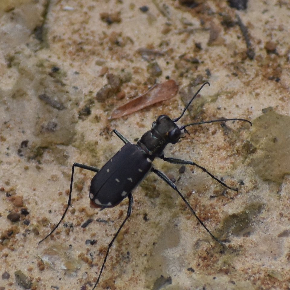 Eastern Red-bellied Tiger Beetle from St Mary's County, MD, USA on July ...