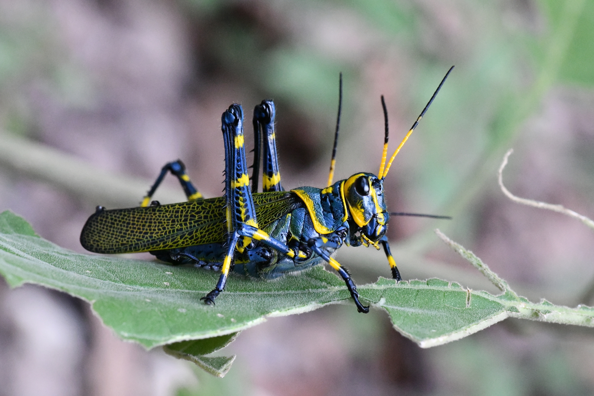 Chromacris colorata (Serville, 1838)