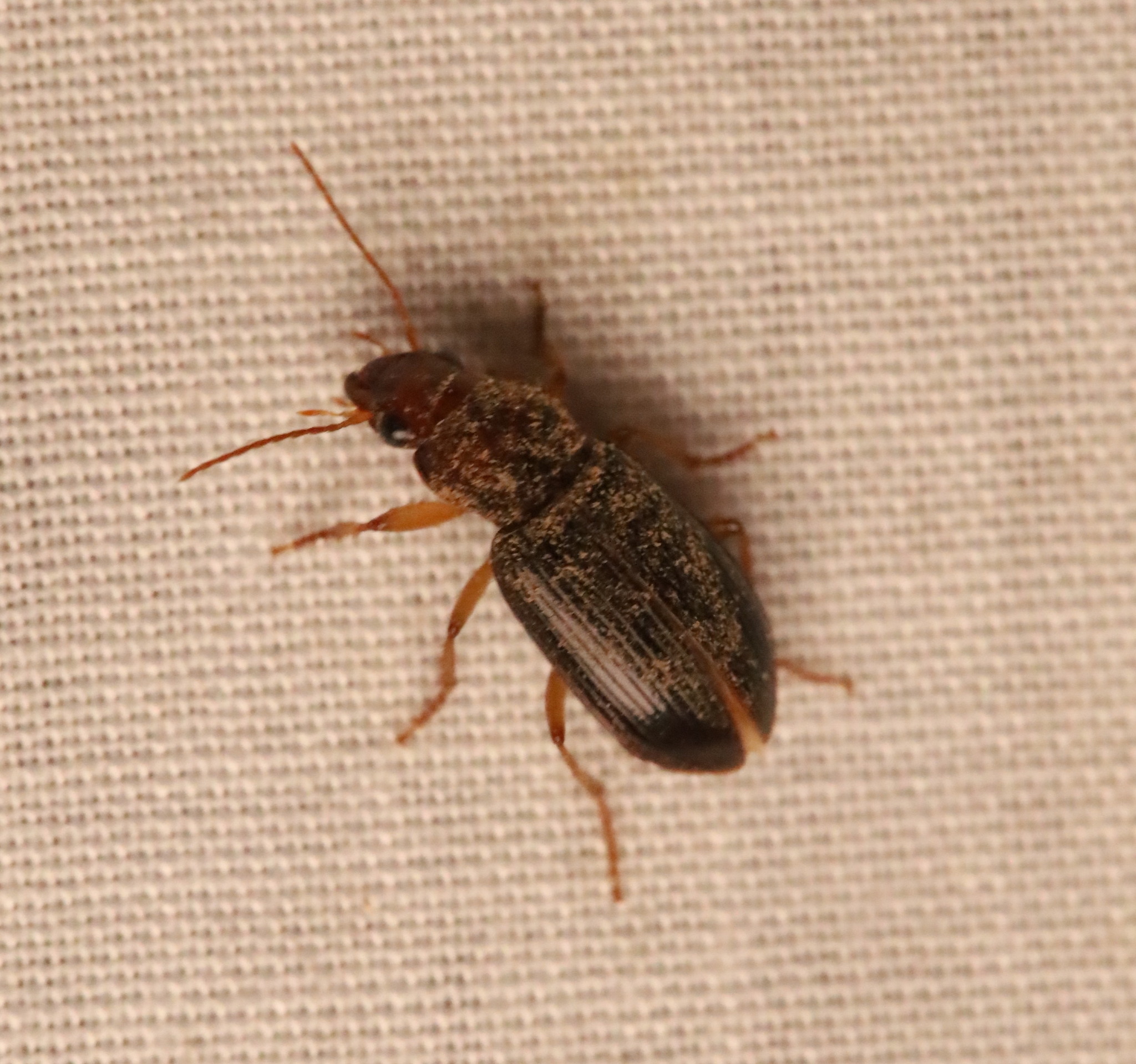 Ophonus puncticeps Stephens, 1828