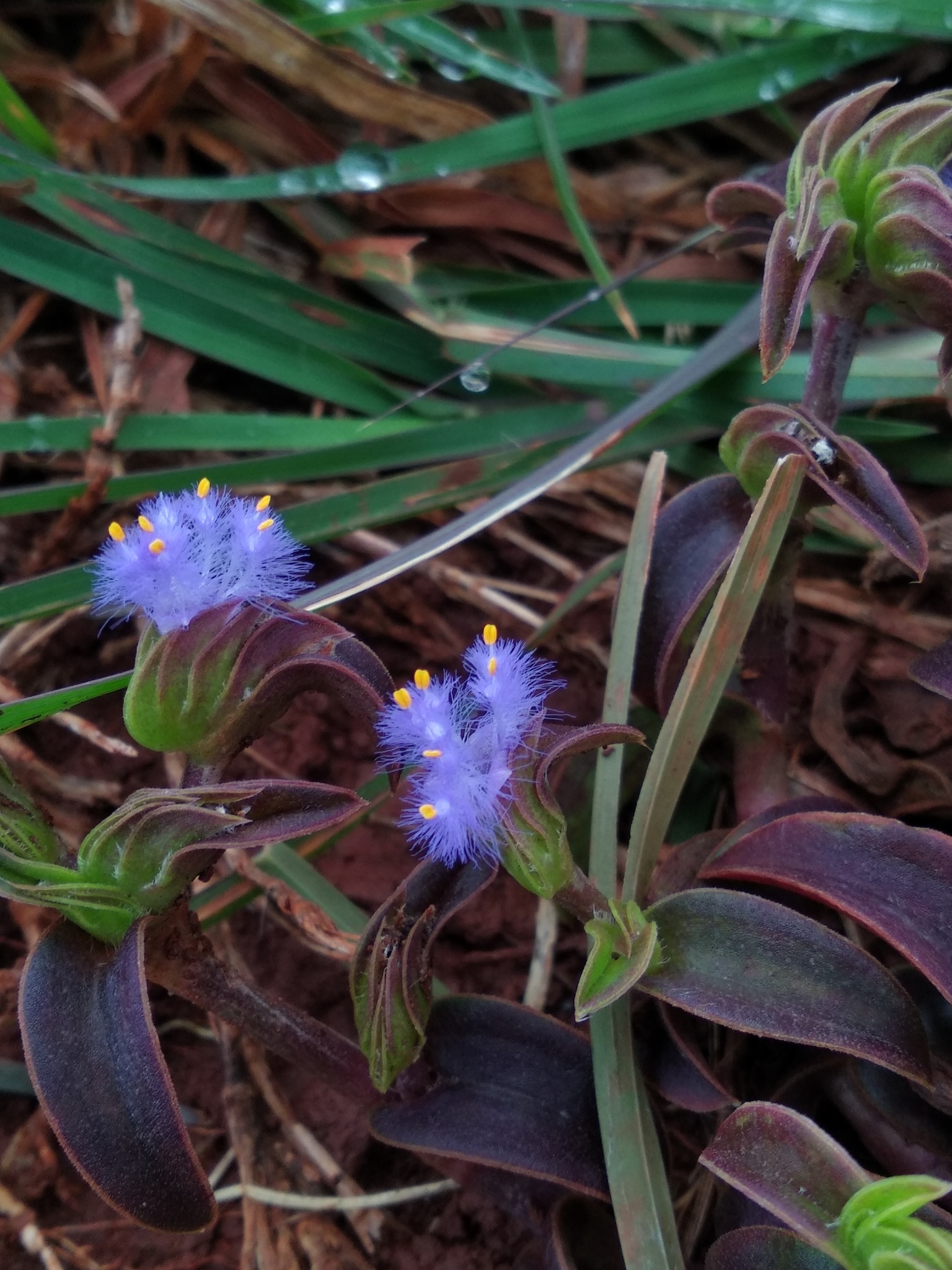 Cyanotis tuberosa (Roxb.) Schult. & Schult.f.