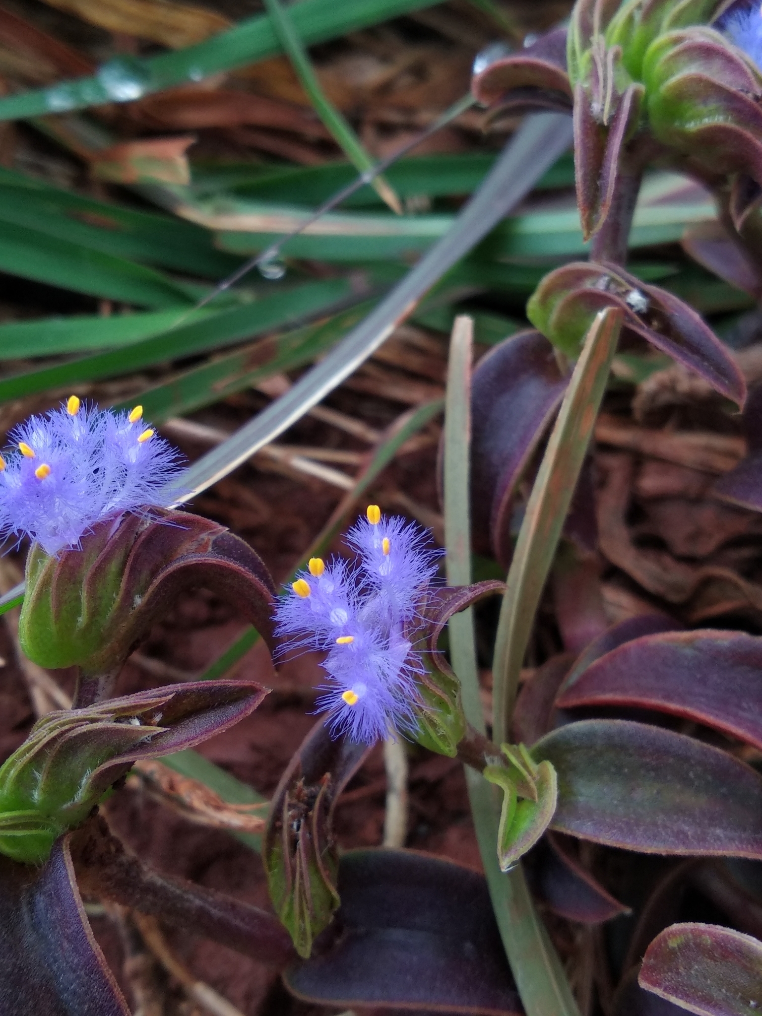 Cyanotis tuberosa (Roxb.) Schult. & Schult.f.