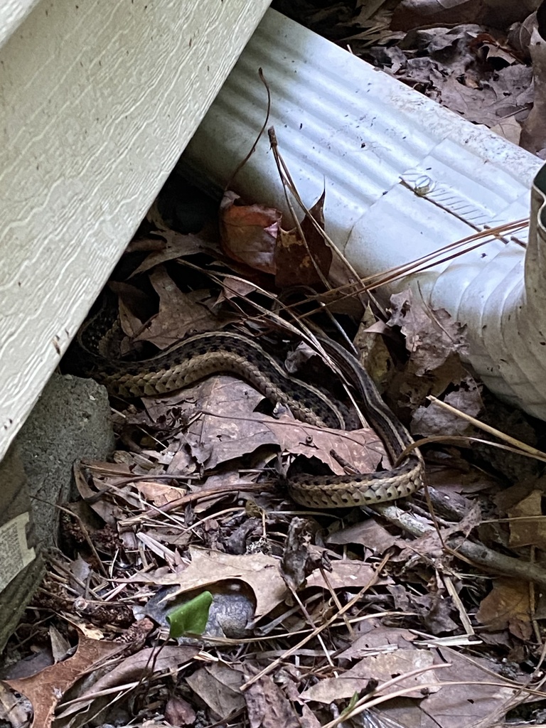 Common Garter Snake from Barefords Mill Rd, Dunnsville, VA, US on ...