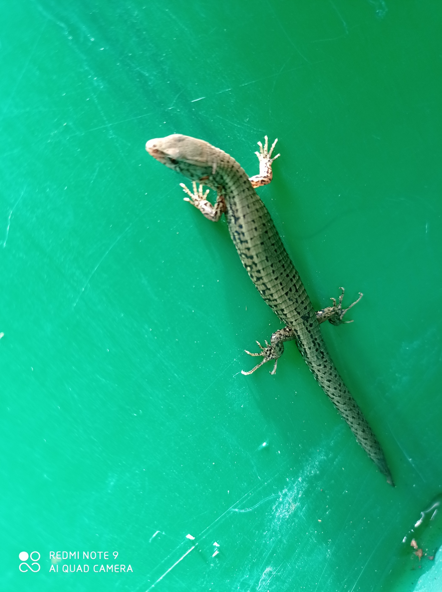 Riama striata (Peters, 1863)