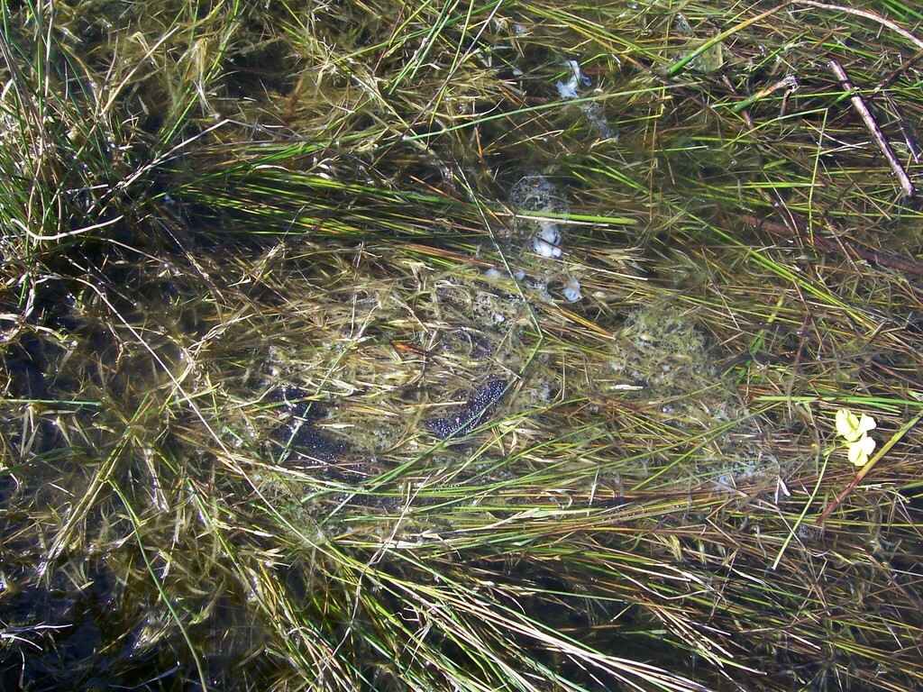 Southern Bell Frog in September 2010 by Brendan Casey. Ranoidea ...