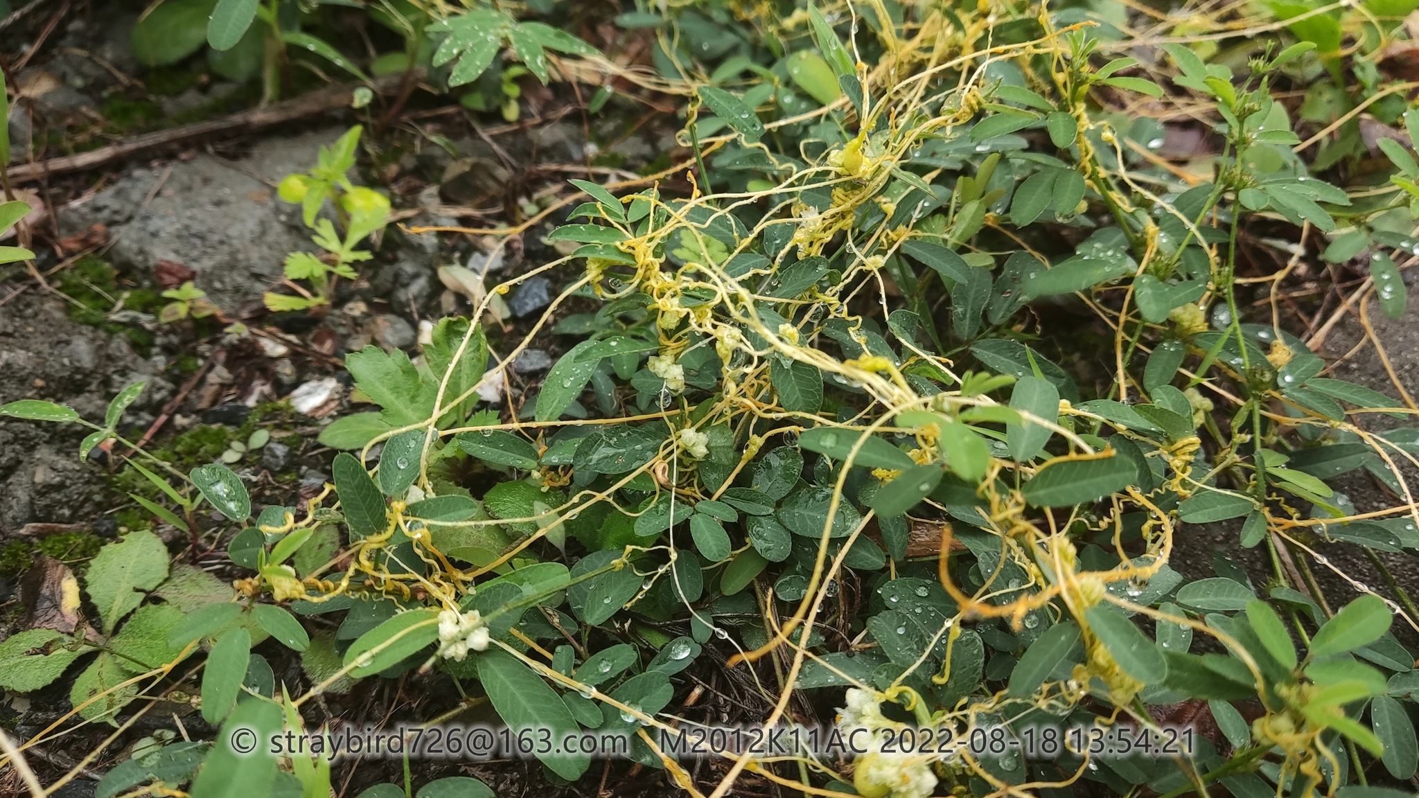 Cuscuta chinensis Lam.