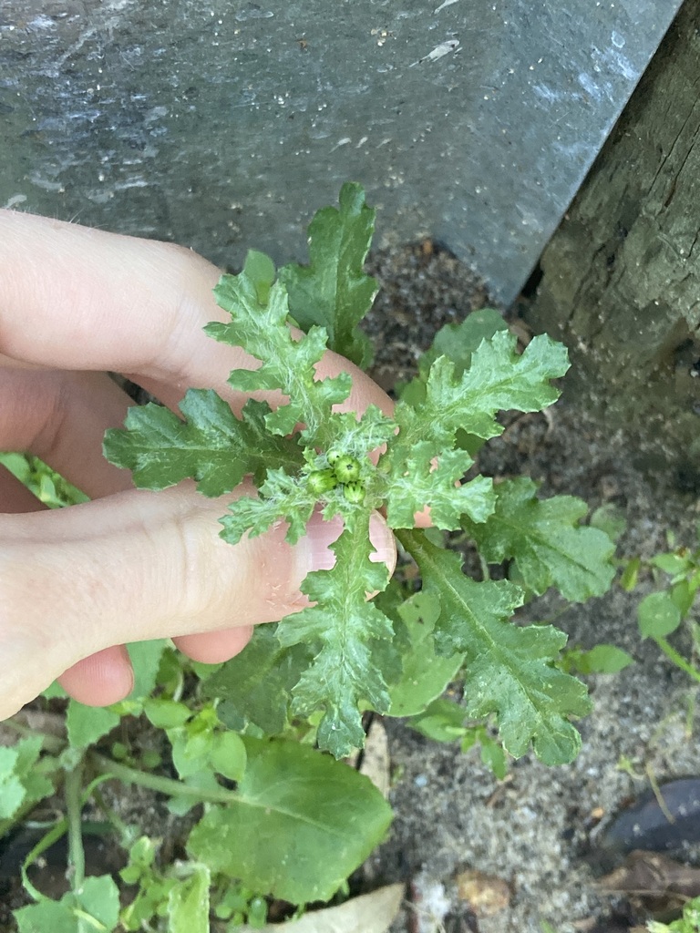 common groundsel from Vincent, Western Australia, Australia on August ...