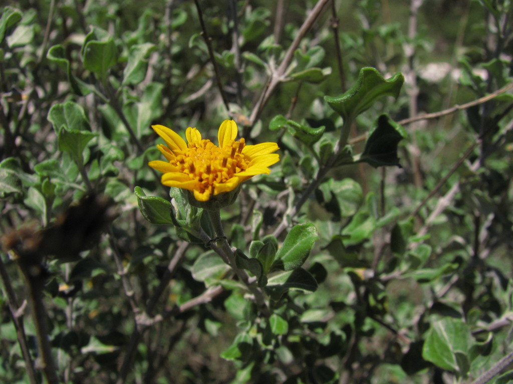 (Calanticaria bicolor) - Botanical Realm