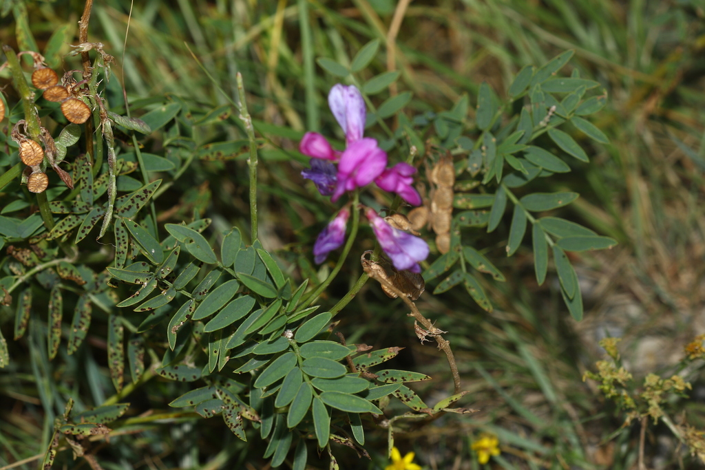 Boreal Sweet-vetch from Northwest Calgary, Calgary, AB, Canada on ...
