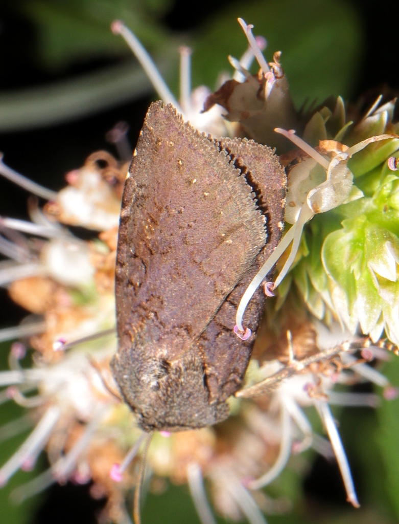 Variegated Cutworm Moth from Lake Mills, WI 53551, USA on August 30 ...