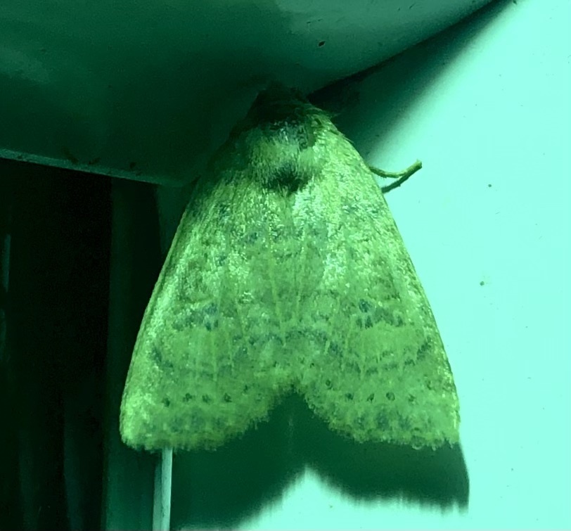 Dotted Sallow from Silver Creek Rd, Johnsonburg, PA, US on August 30 ...