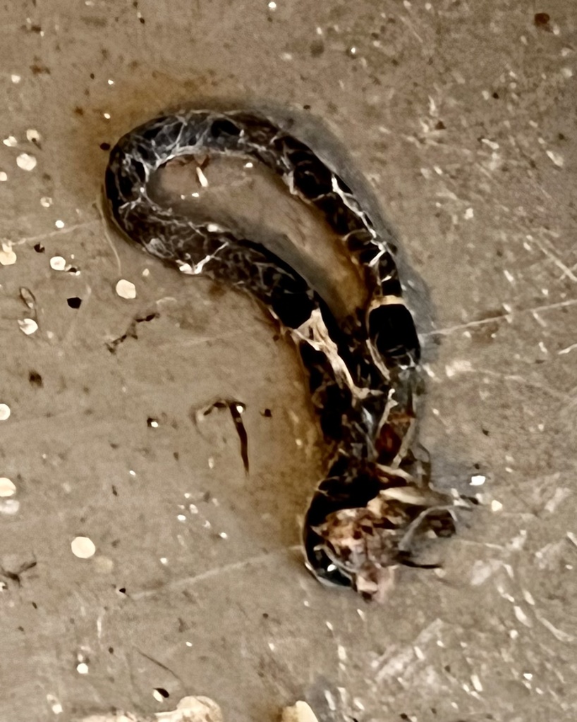 ring-necked snake from Bacall Ln, Potomac, MD, US on August 30, 2022 at ...
