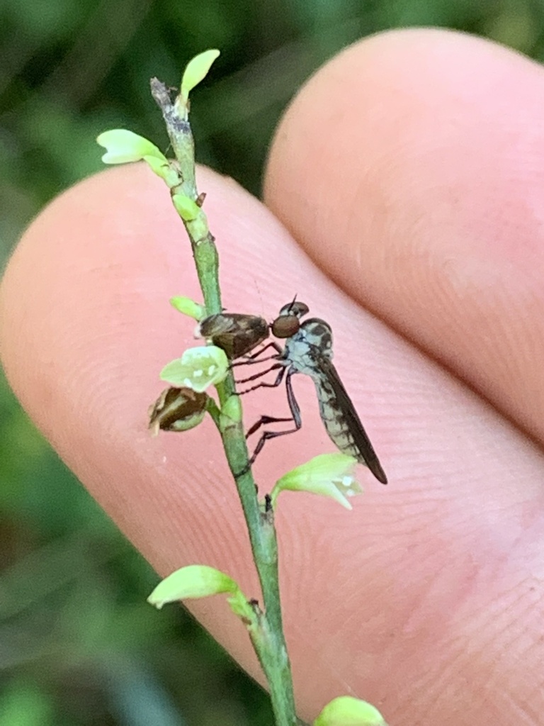 Gray Goggle Eye from Strouds Run State Park, Athens, OH, US on August ...