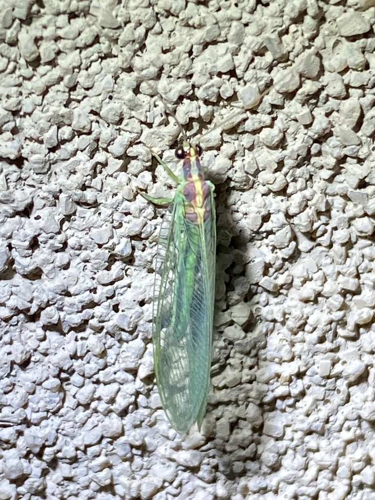 Meleoma schwarzi in August 2022 by Elliott Gordon · iNaturalist