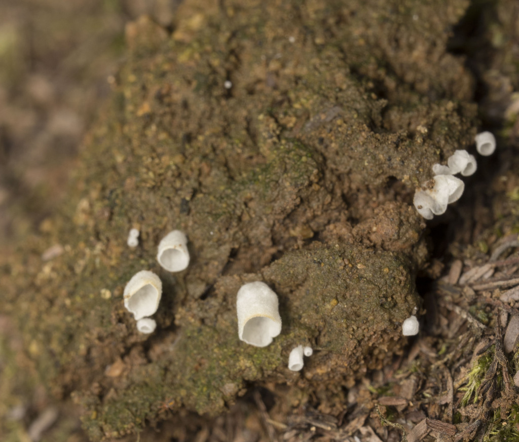 Rimbachia from Maipo, Región Metropolitana, Chile on August 28, 2022 at ...