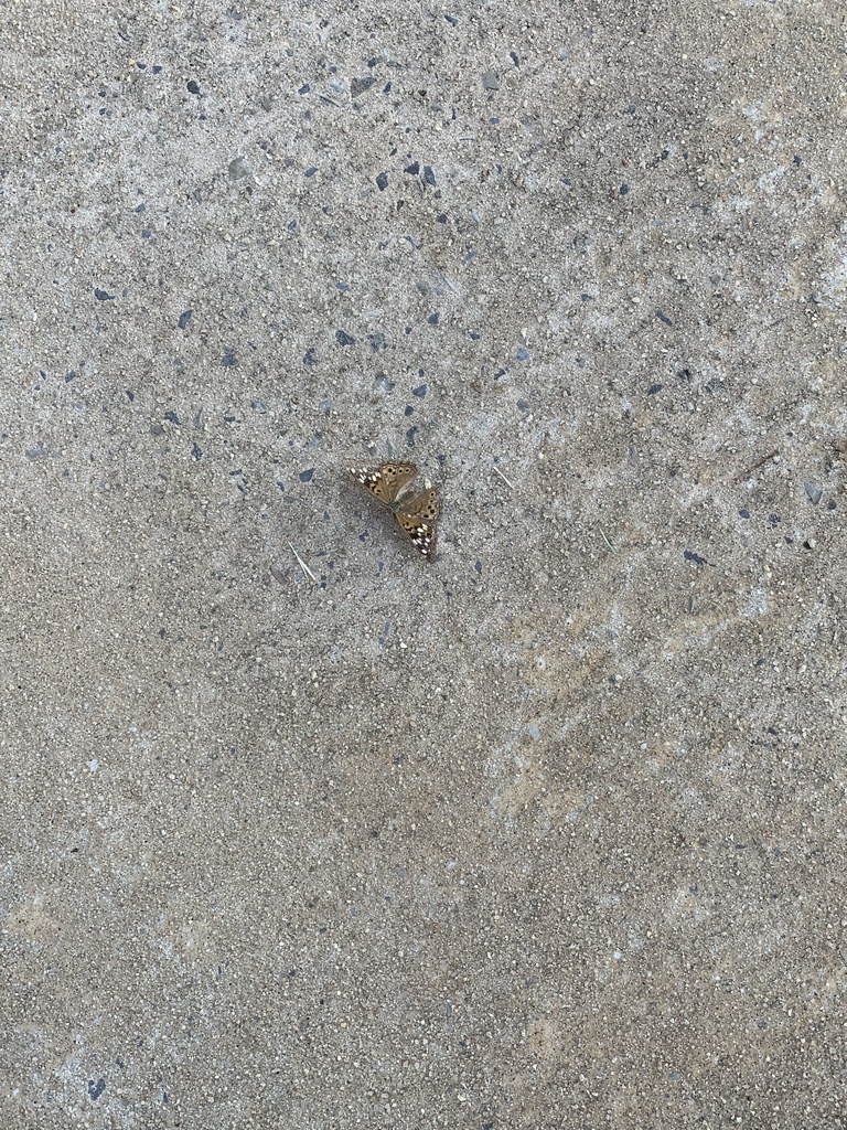 Hackberry Emperor from Berry College, Rome, GA, US on August 30, 2022 ...