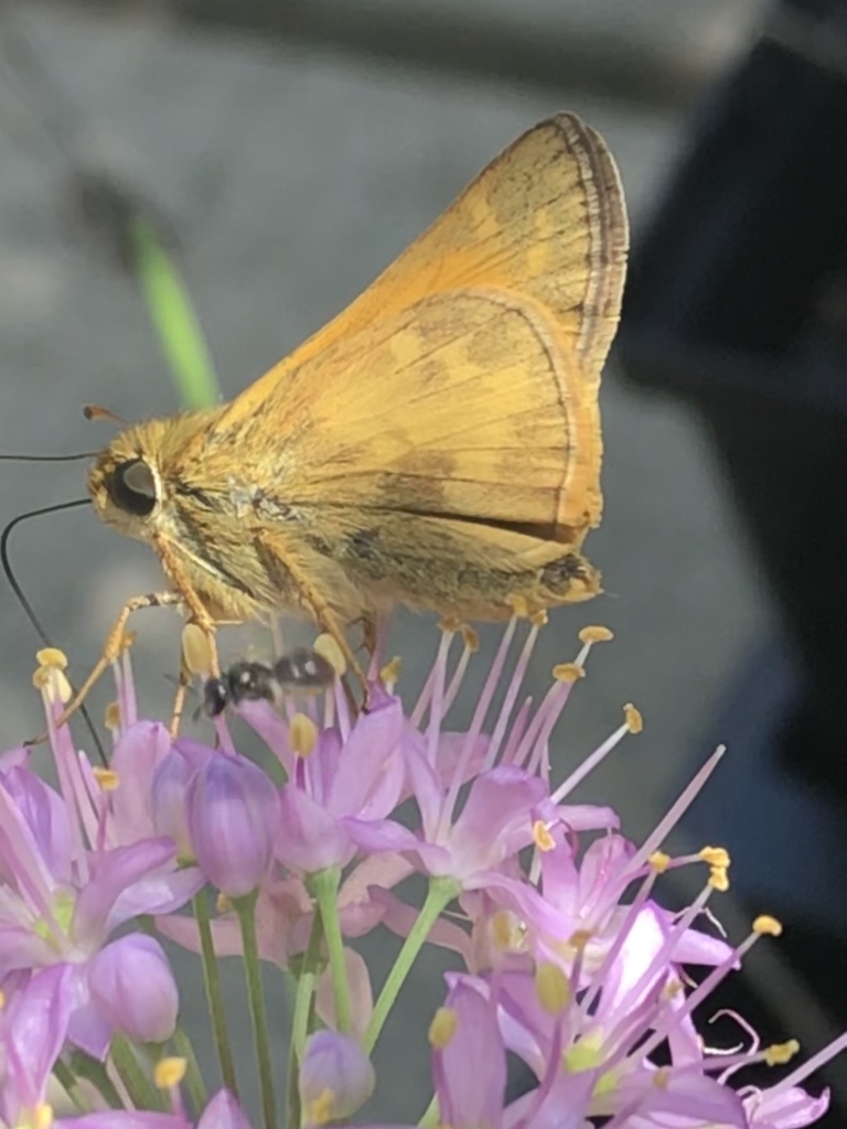 Metallic Sweat Bees from Renoir Dr, Dardenne Prairie, MO, US on August ...