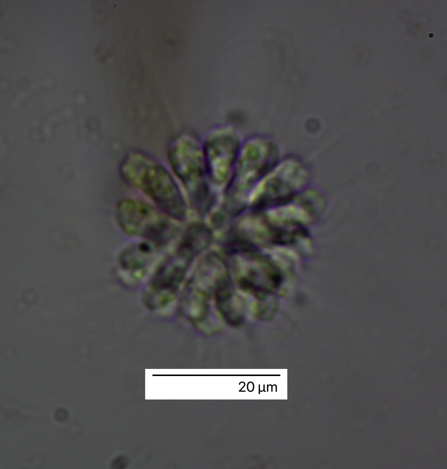 Anthophysa vegetans (O.F.Müller) Stein, 1878
