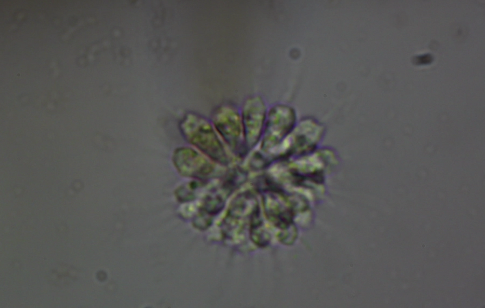 Anthophysa vegetans (O.F.Müller) Stein, 1878