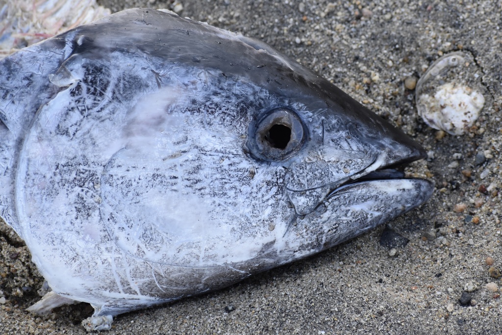 Pacific Bluefin Tuna in August 2022 by Chalon Boesel. Dead on the beach ...